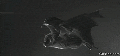 - GIF-Bat-in-Slow-Motion - Viral Viral Videos